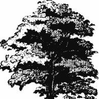 Welcome to our new website! – Grand Trees of Chatham